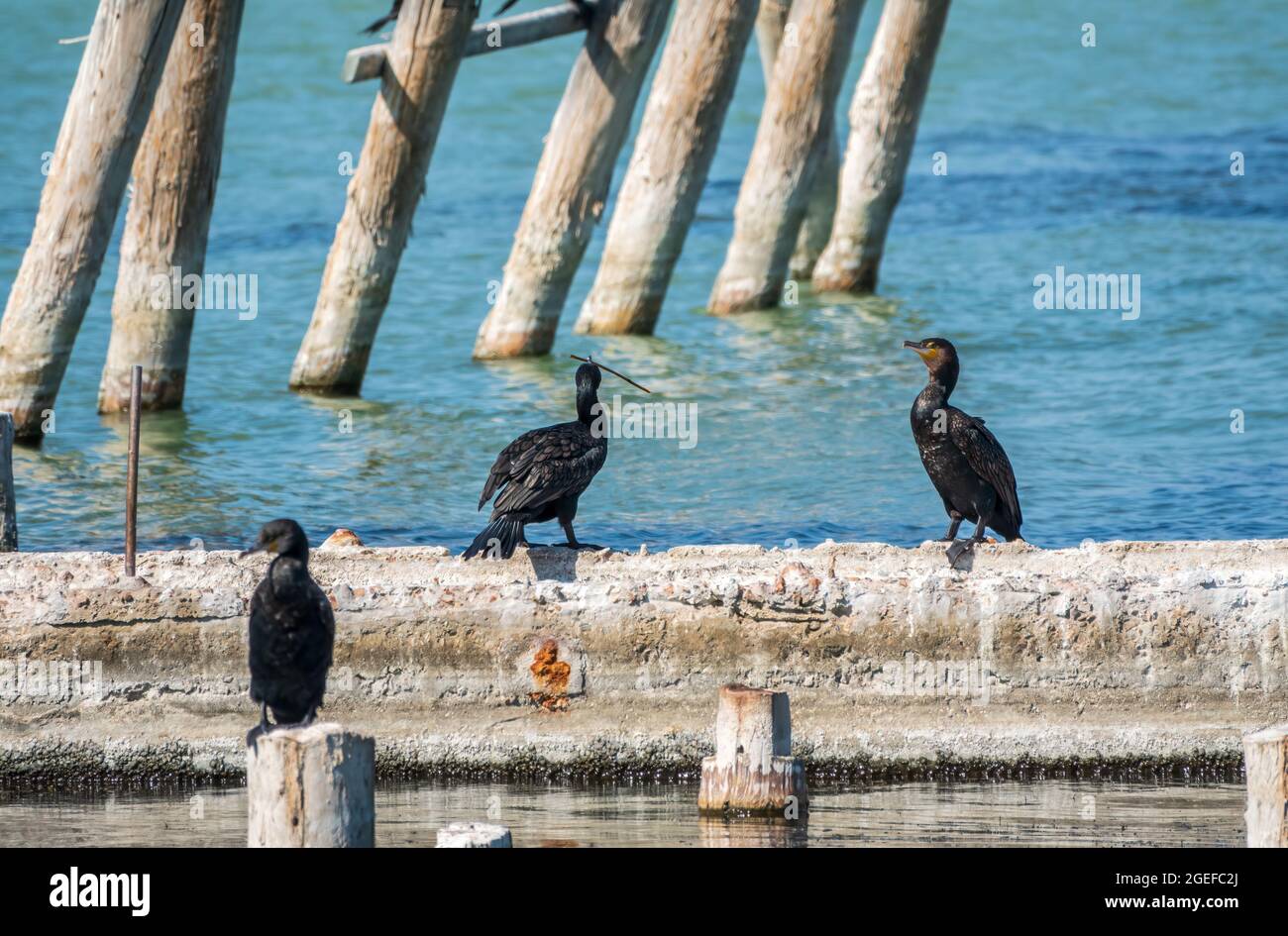 Two cormorants are pulling a stick. Two cormorants are playing on the ...