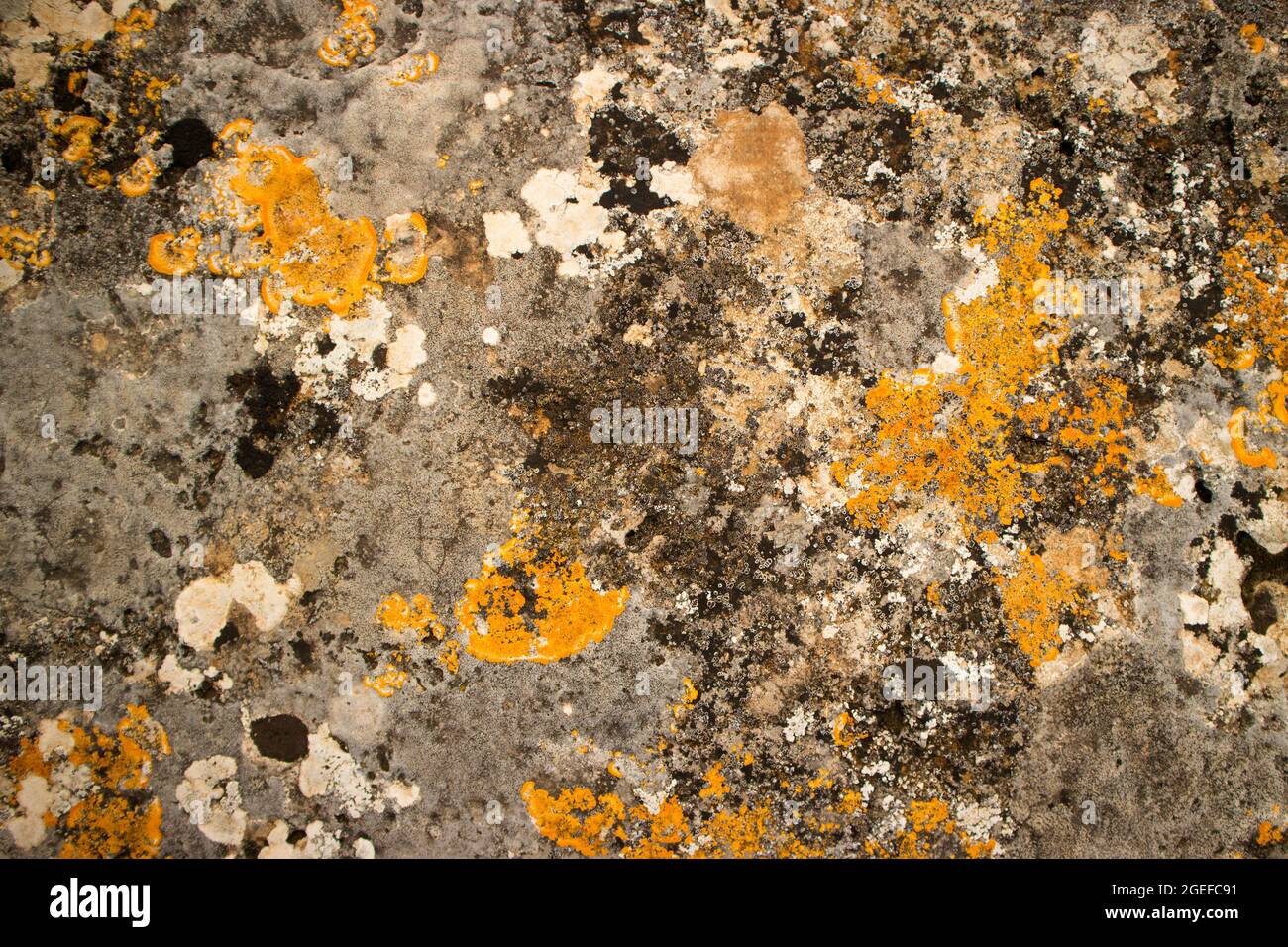 Photographic representation of the damaging effects of mold on a wall ...