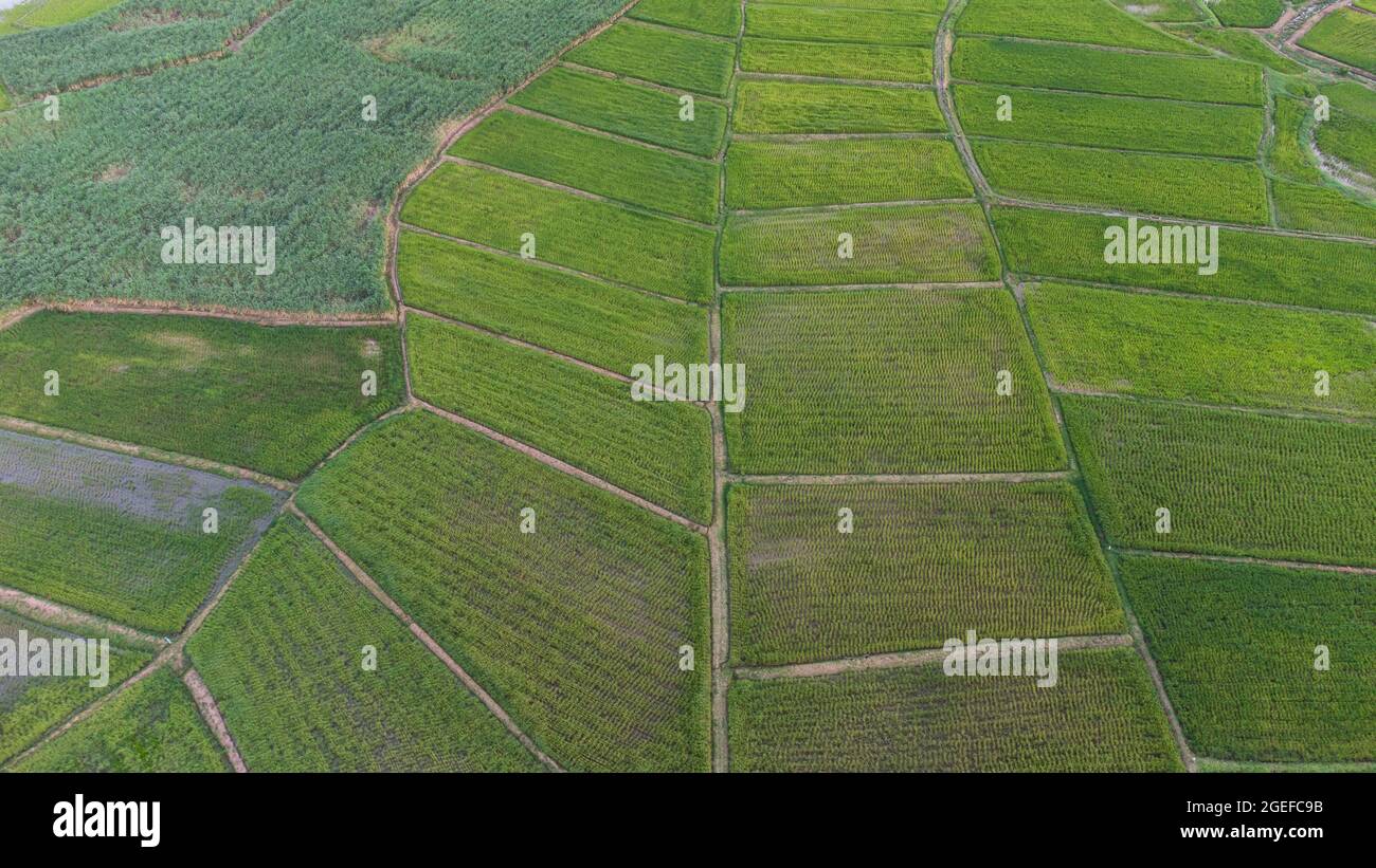 Aerial view of a rice fields in Thailand. green rice fields nature ...