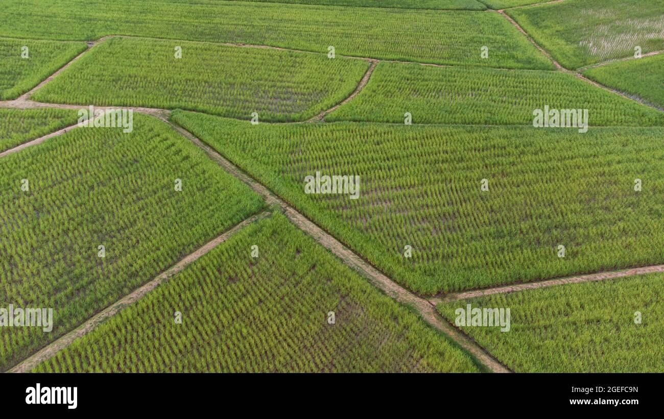Aerial view of a rice fields in Thailand. green rice fields nature ...