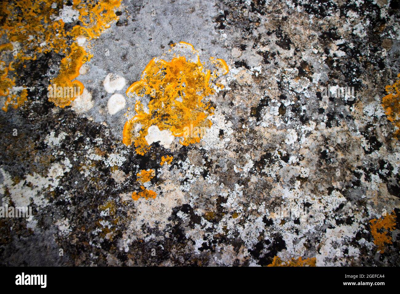 Photographic representation of the damaging effects of mold on a wall ...