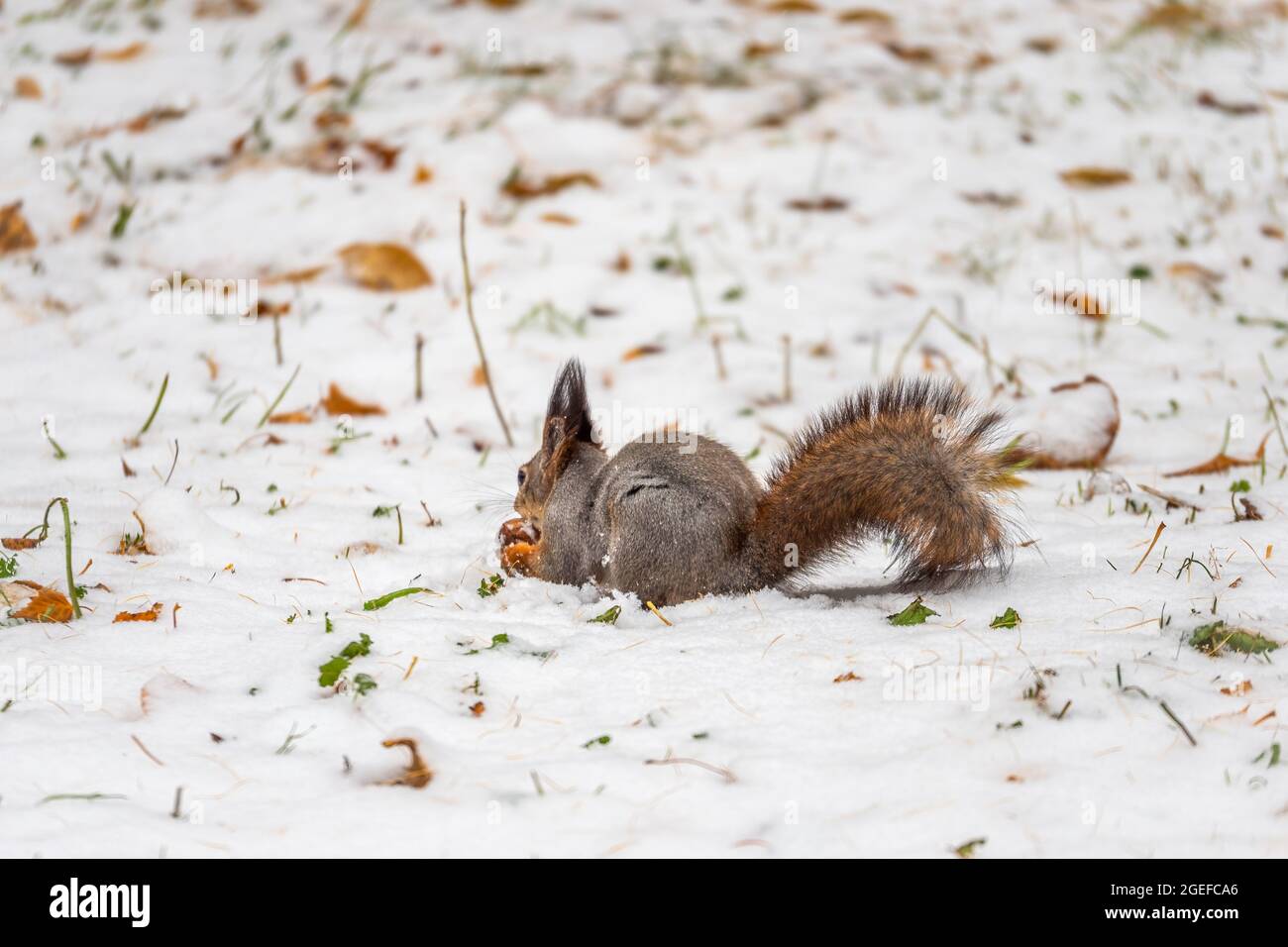 Sciurus vulgaris hides nuts hi-res stock photography and images - Alamy