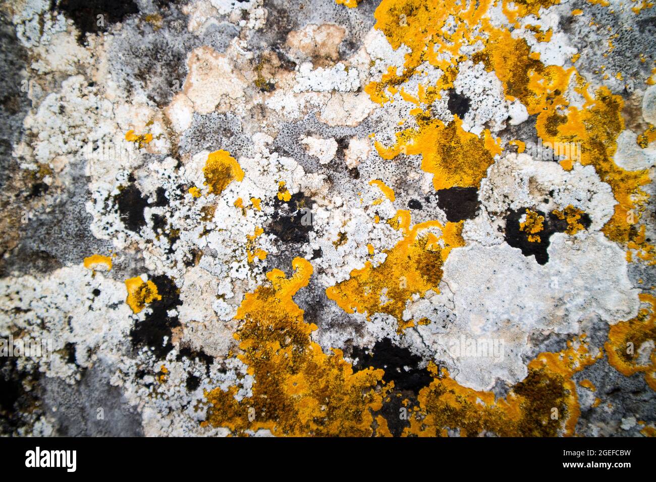 Photographic representation of the damaging effects of mold on a wall ...