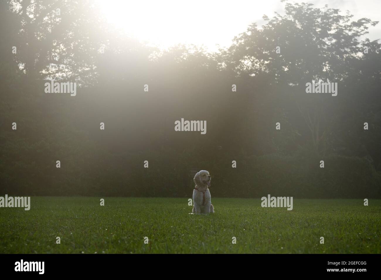 A happy small dog playing with a frisbee in a field in the city of ...