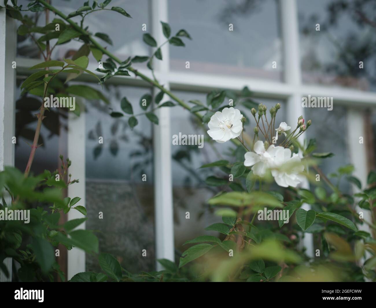 Flower by the Window Stock Photo - Alamy