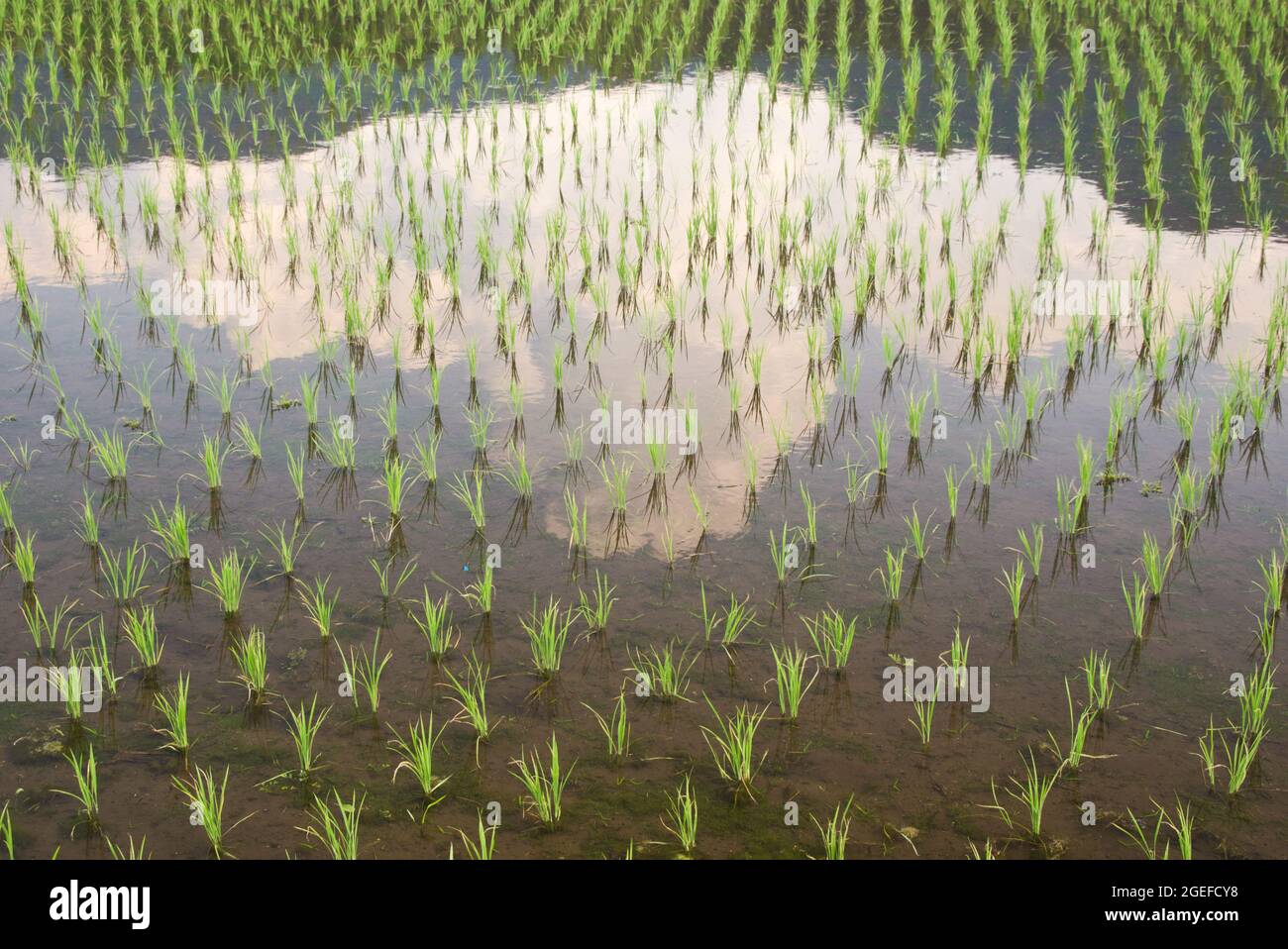 Rice Paddy in Caldera of Mt. Aso, Kumamoto Prefecture, Japan Stock ...