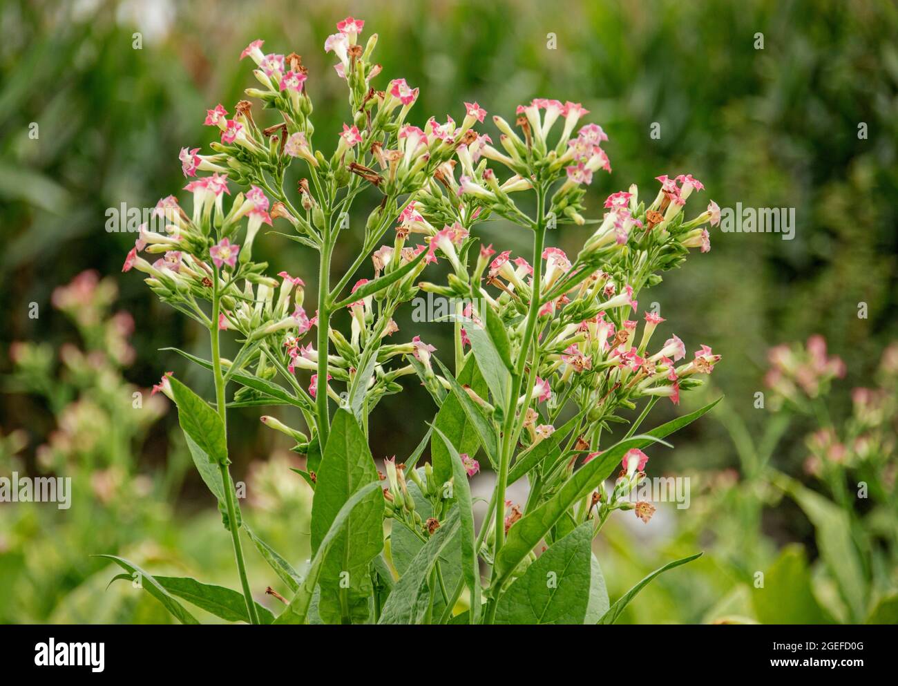 Farmers harvest tobacco leaf in Yuexi county, Liangshan Li autonomous ...