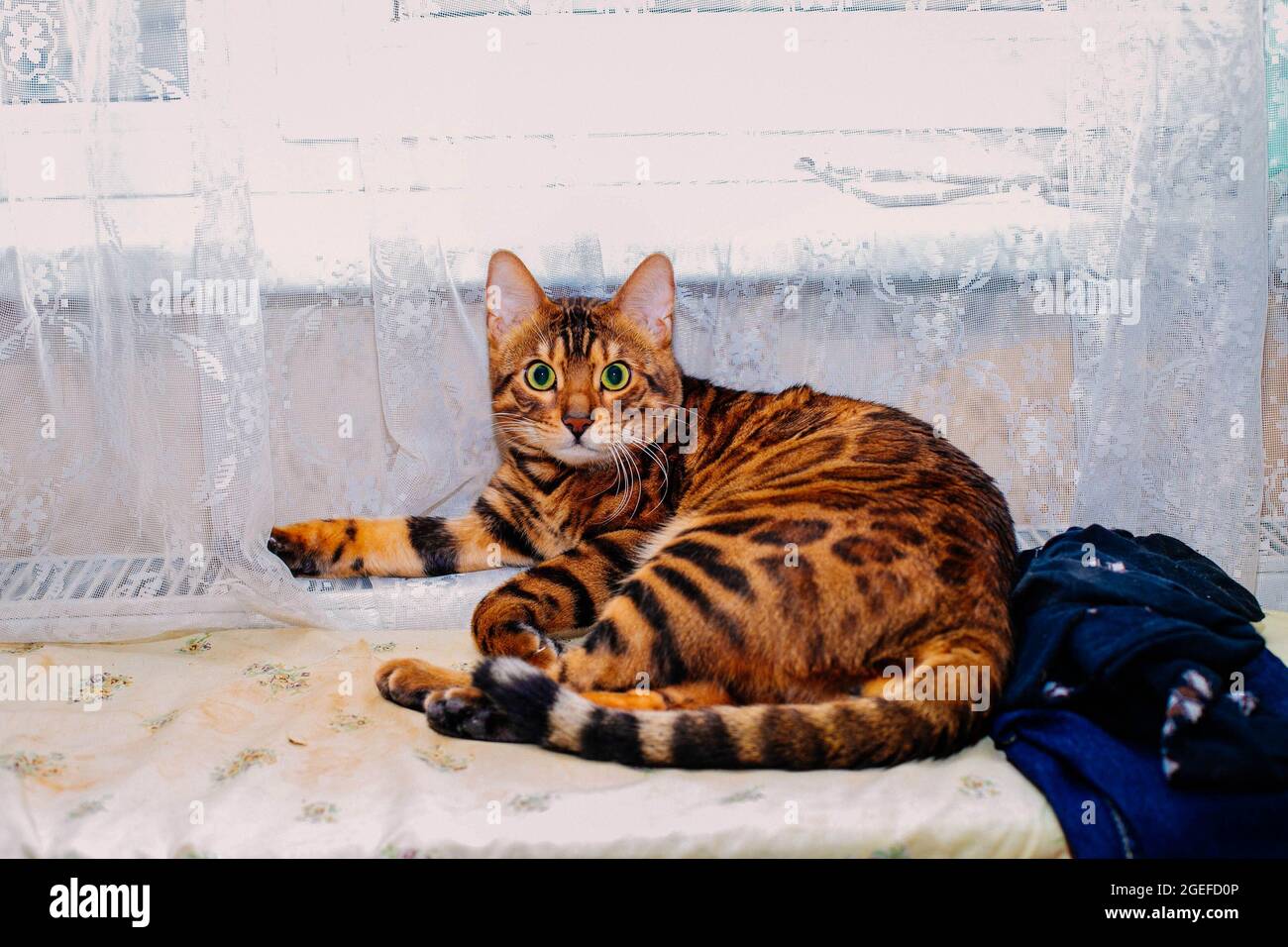 Cat full body hi-res stock photography and images - Alamy