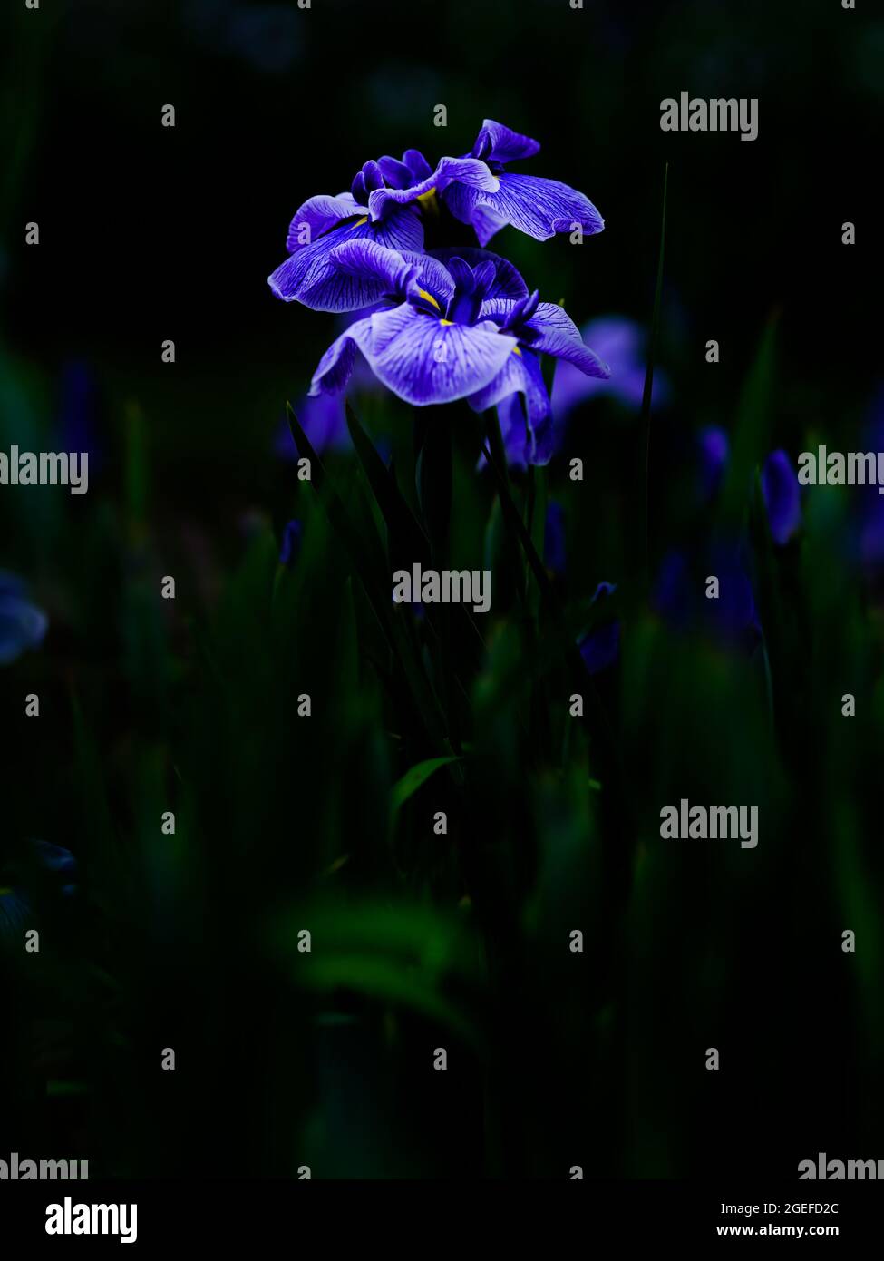 Memuro flag hi-res stock photography and images - Alamy