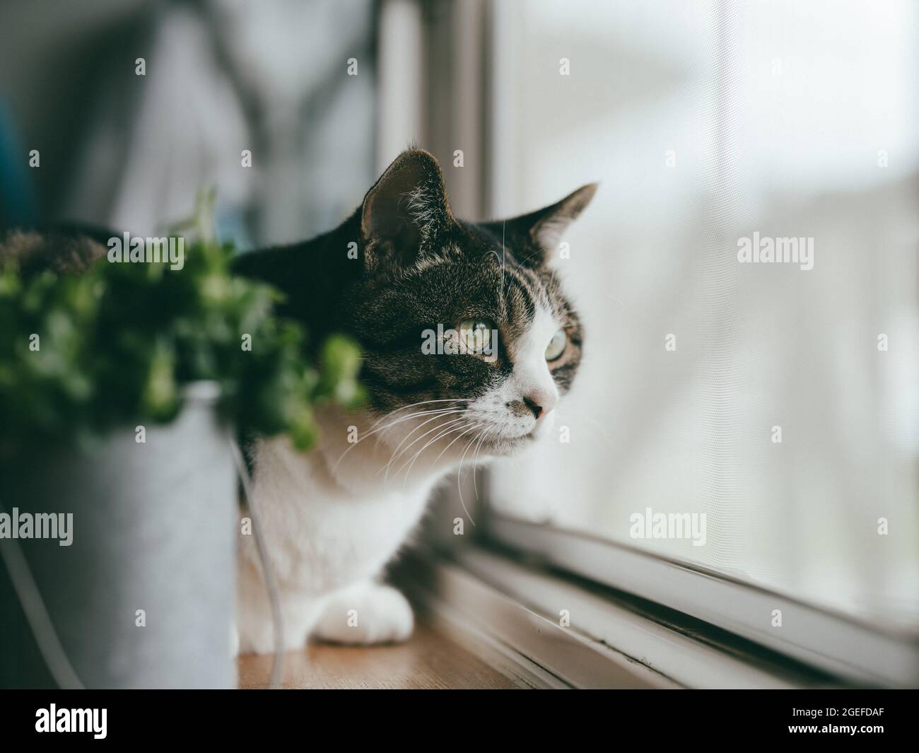 Cat by the window Stock Photo - Alamy