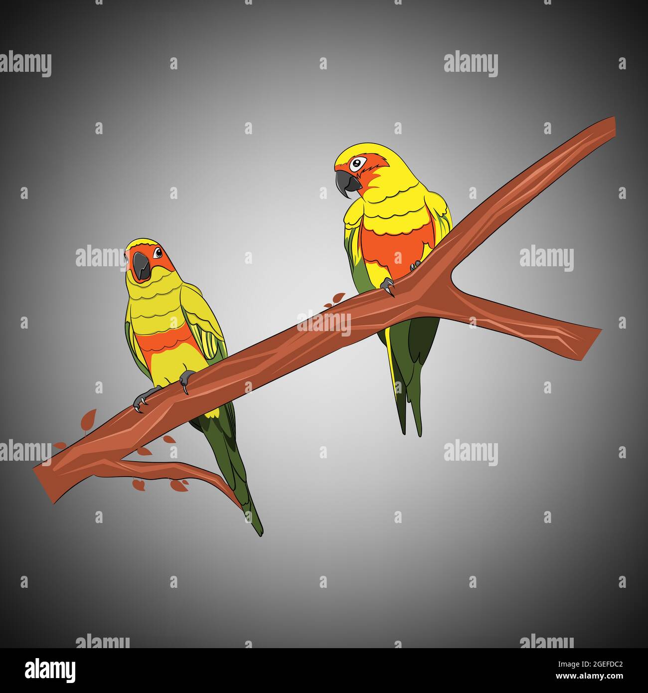 graphics drawing Sun Conure Parrots on a branch of the tree vector ...