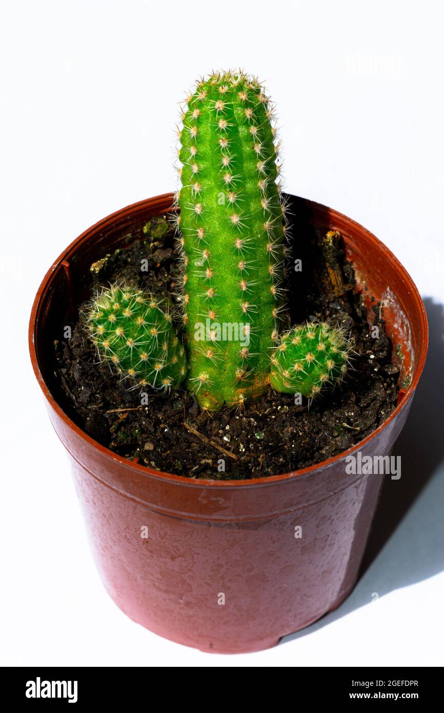 Photographs of green mini cacti, planted in a small brown plastic pot ...