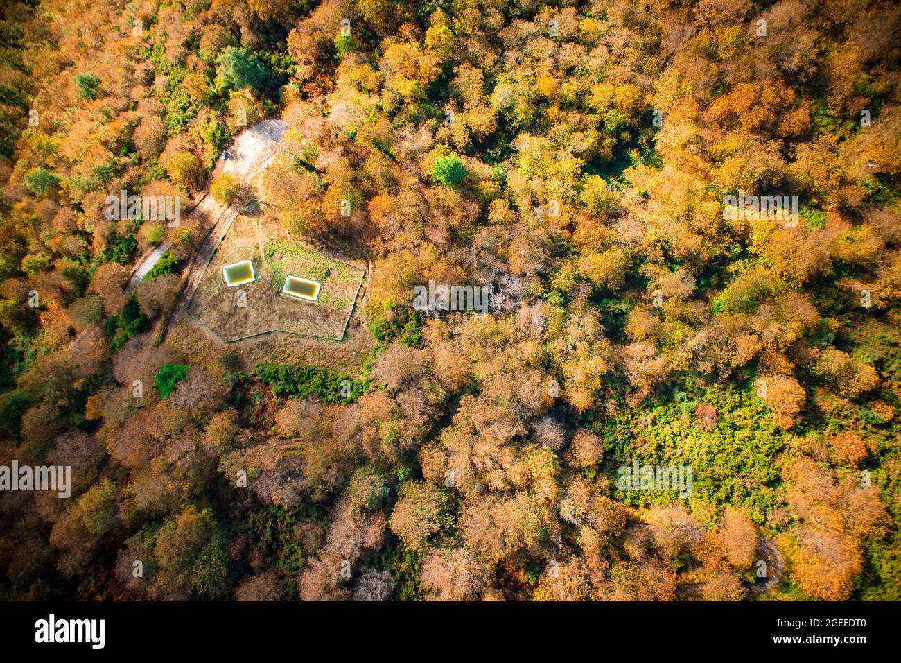 Top view of a small group of trees in full autumn season Stock Photo ...
