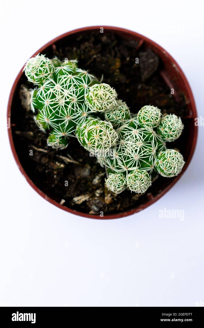 Photographs of green mini cacti, planted in a small brown plastic pot ...