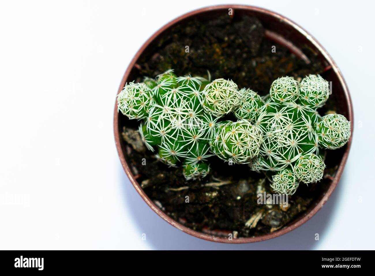 Photographs of green mini cacti, planted in a small brown plastic pot ...