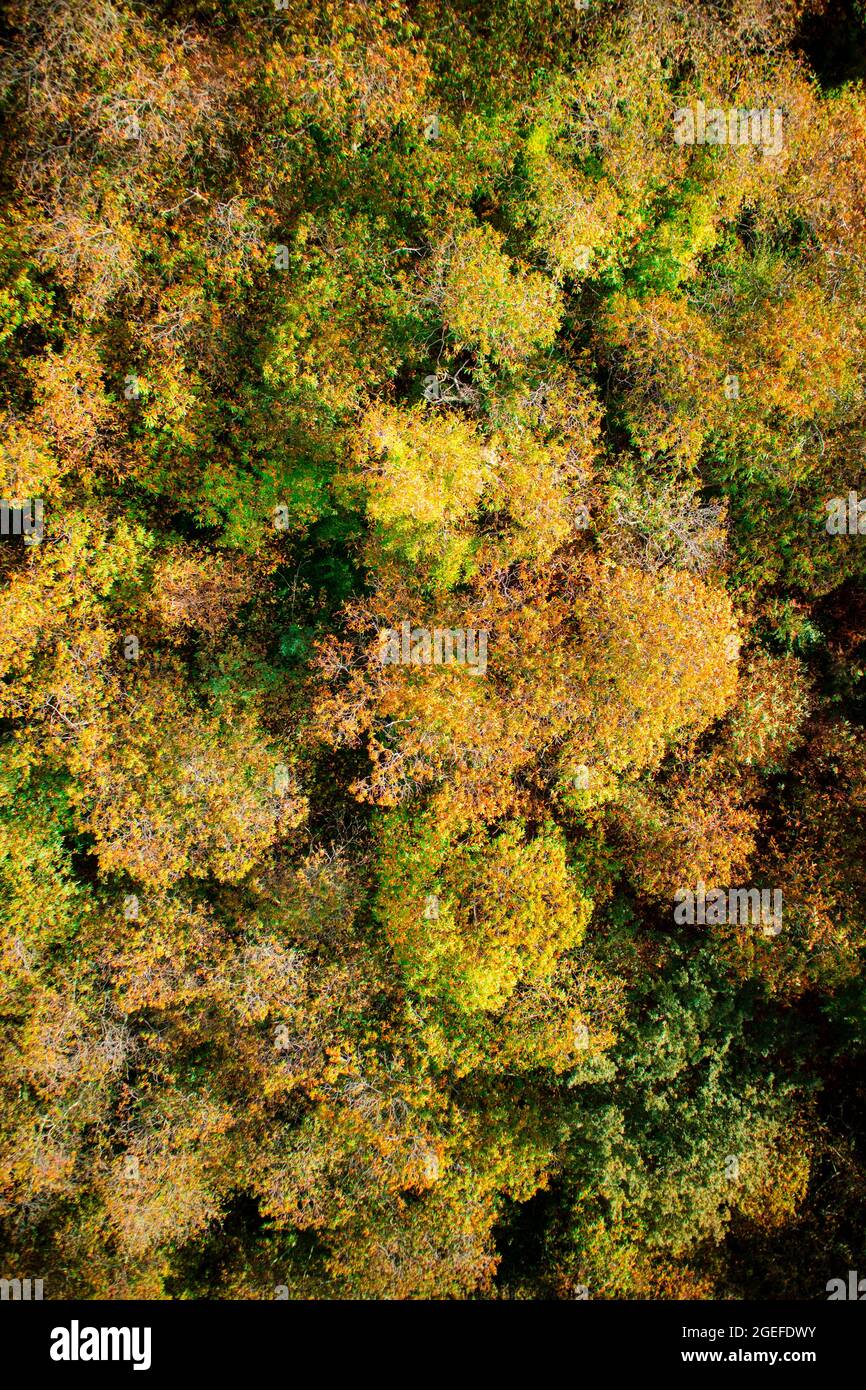 Top view of a small group of trees in full autumn season Stock Photo ...