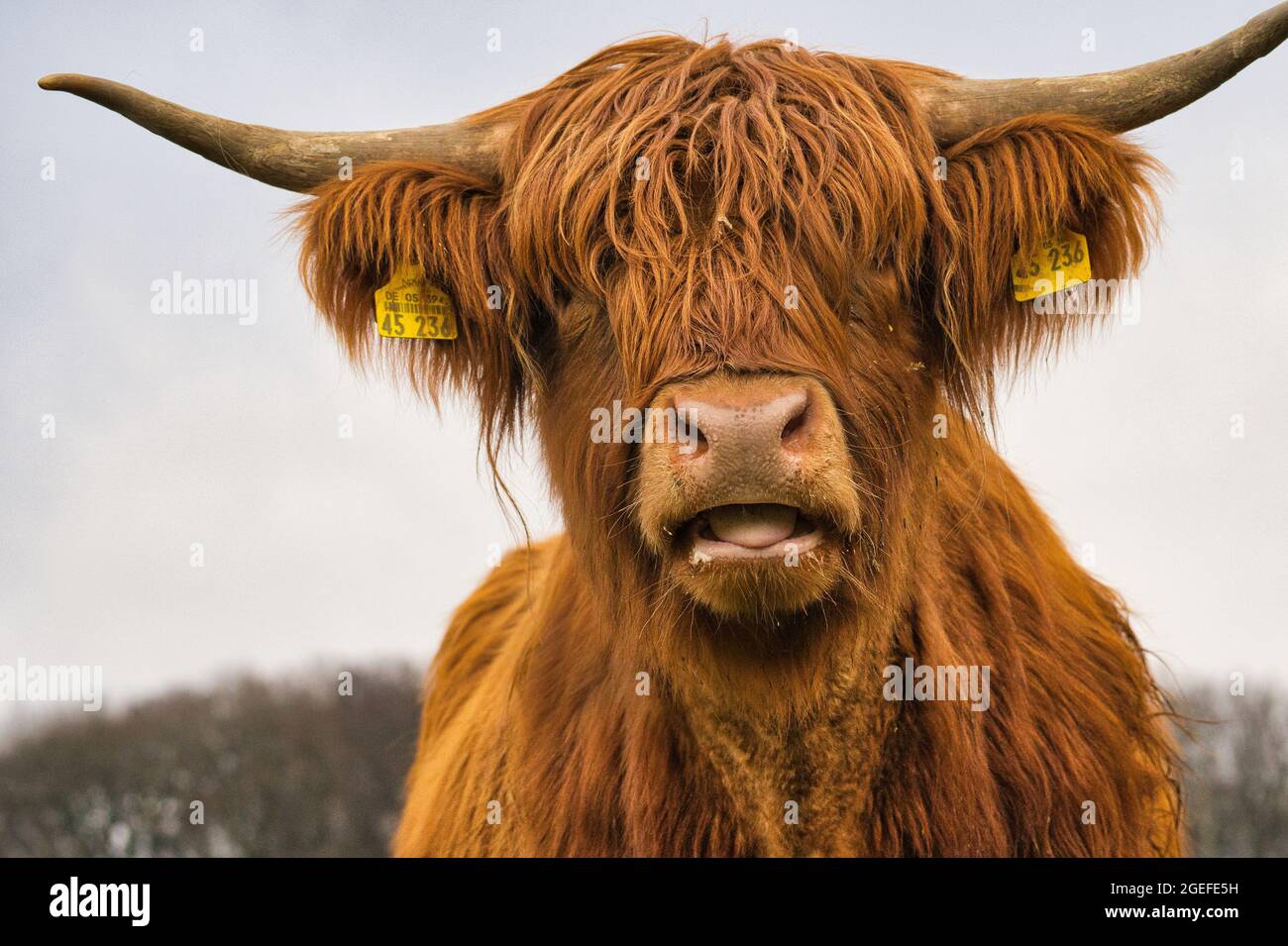Highland cow with ear tag hi-res stock photography and images - Alamy