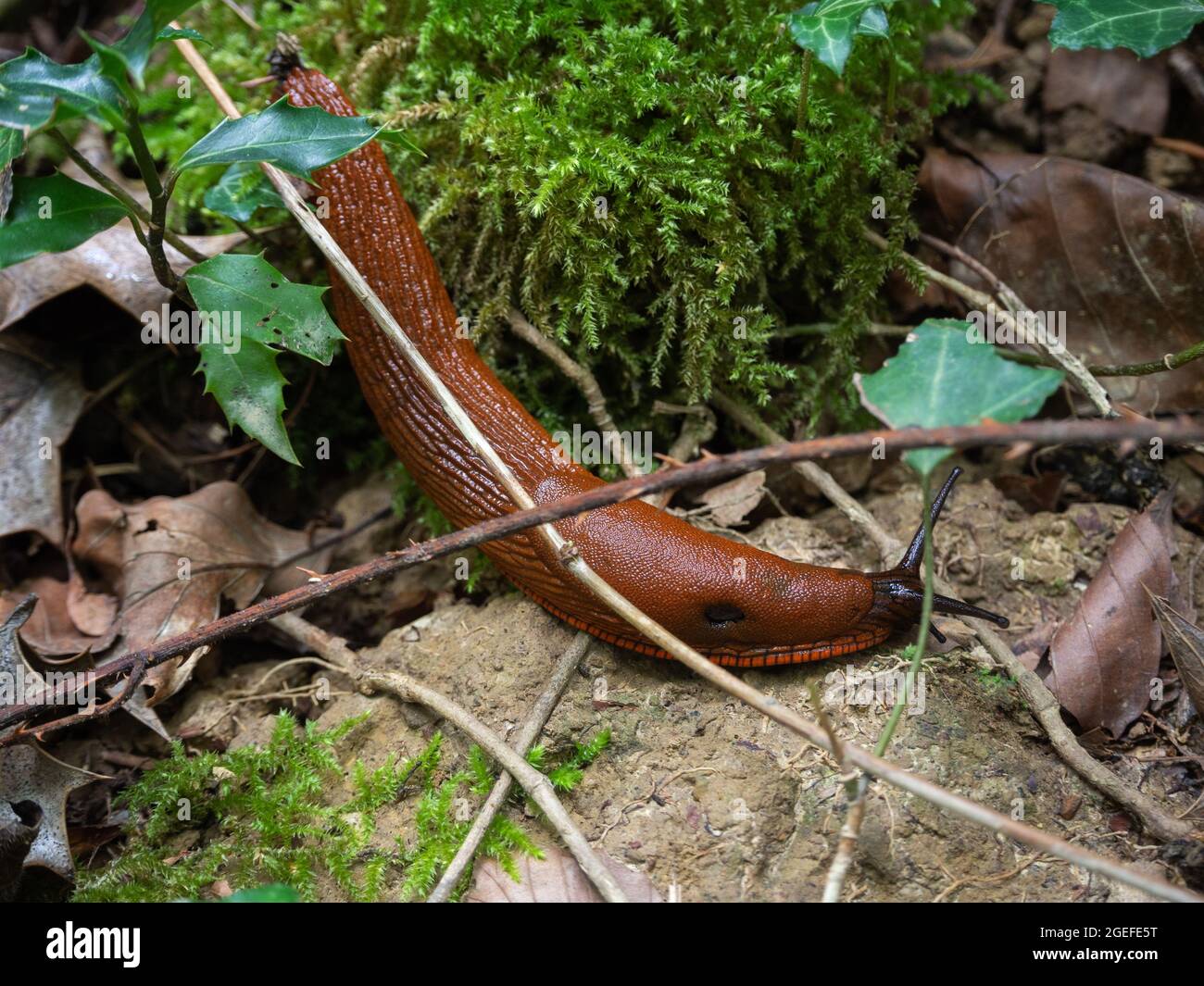 Brown slug in the forest Stock Photo - Alamy