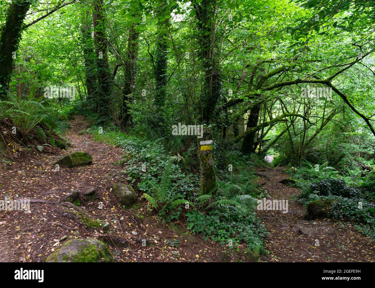 Multiple Paths Forest