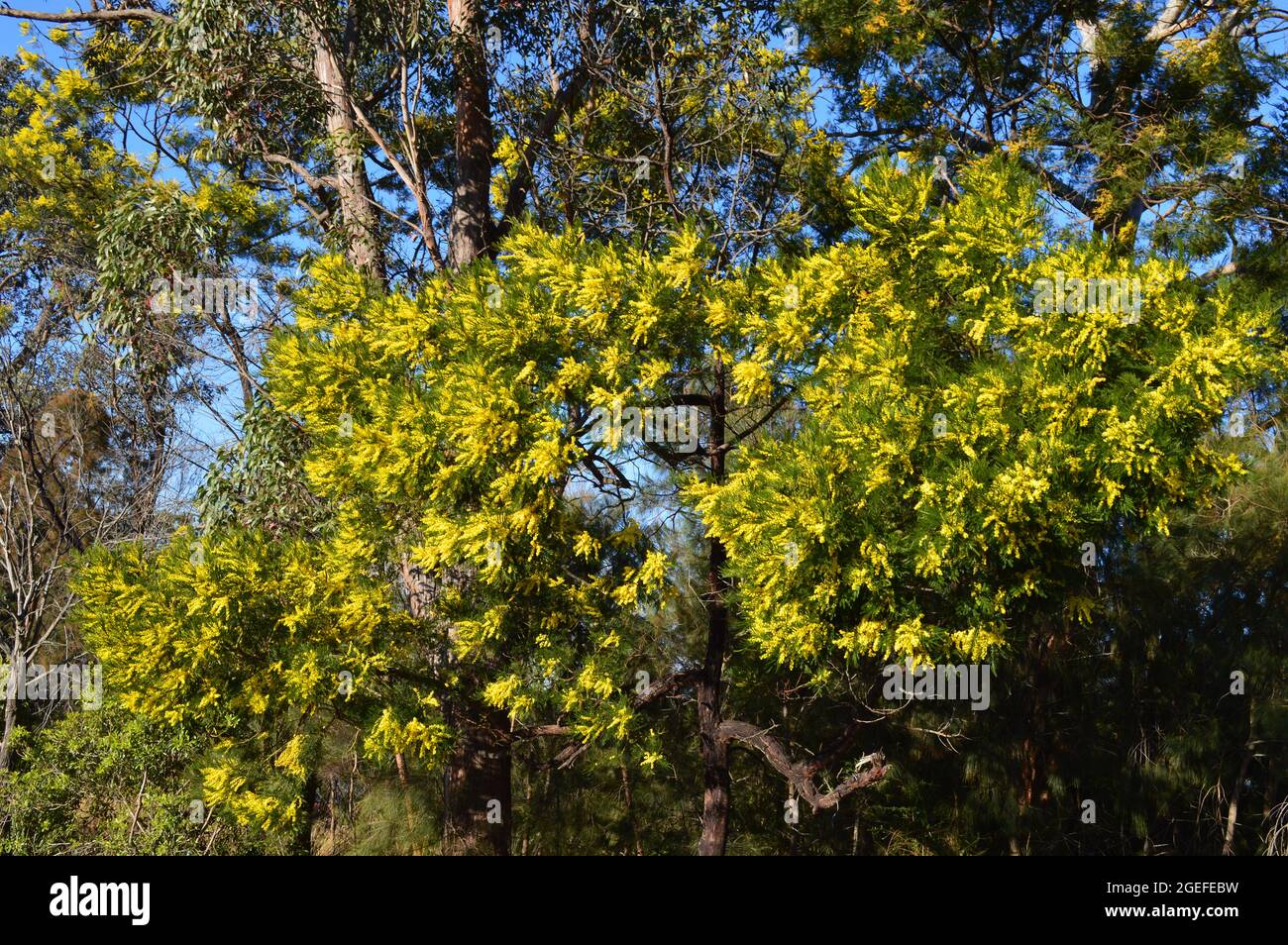 Wattle Bush in the sunlight of the Blue Mountains Stock Photo - Alamy
