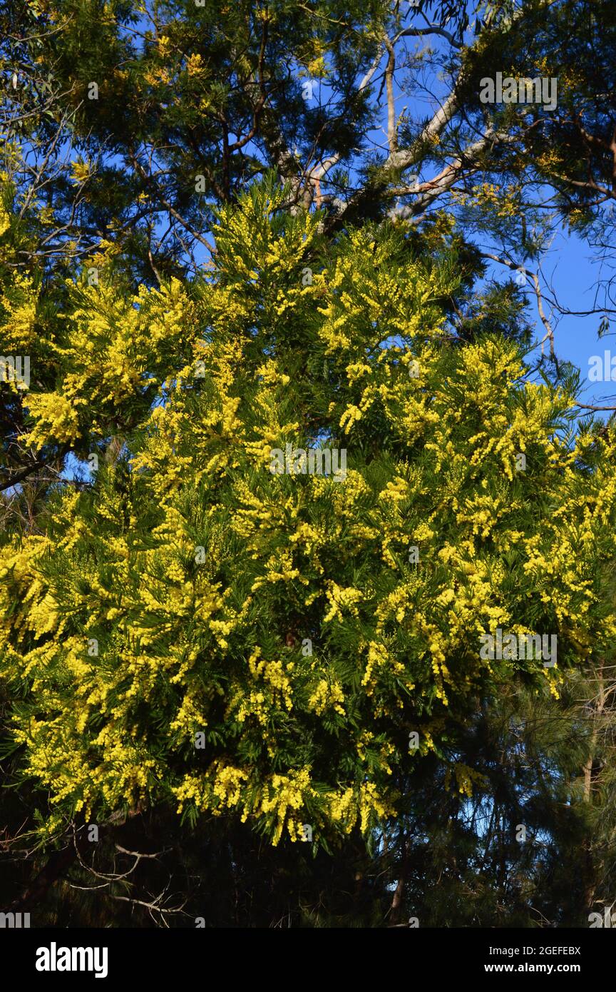 Wattle Bush in the sunlight of the Blue Mountains Stock Photo - Alamy
