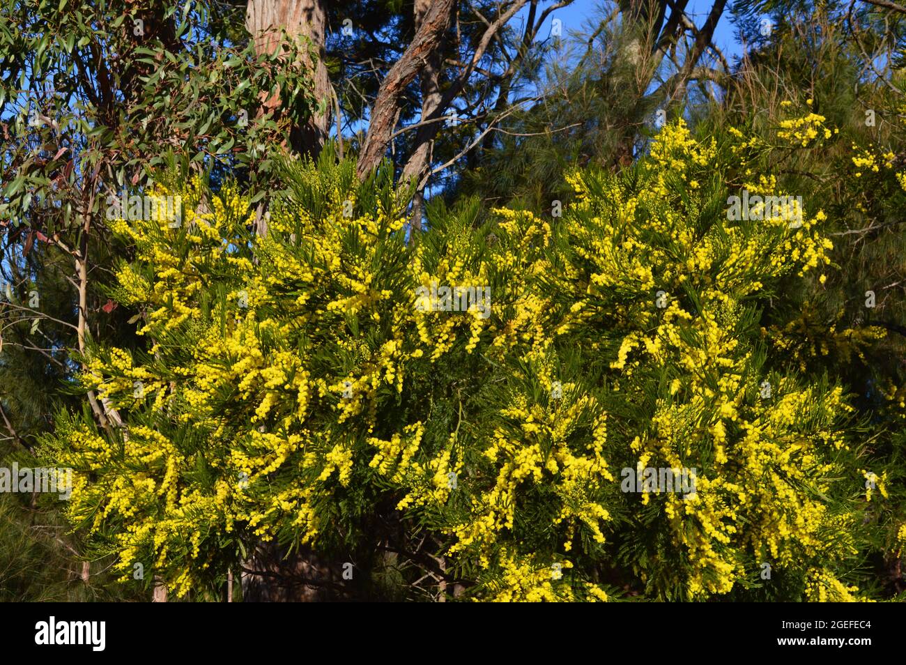 Golden wattle trees australia hi-res stock photography and images - Alamy