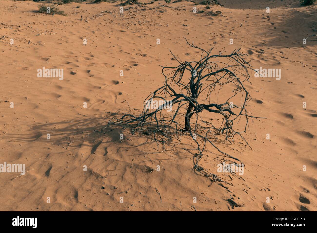 Lifeless tree in the desert sand dunes and dusk. Dead and arid concepts ...
