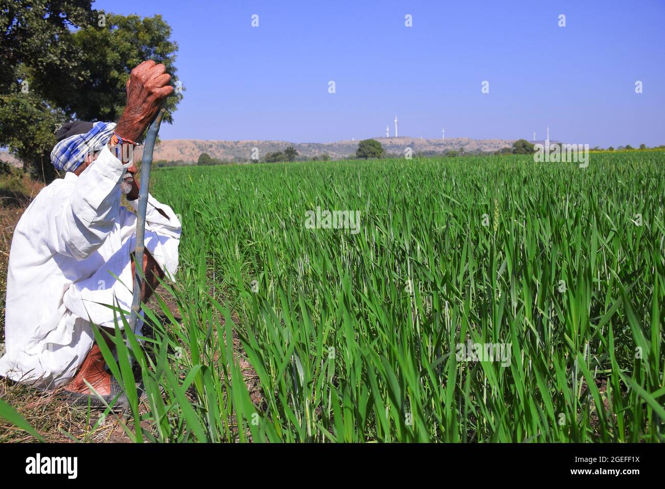 Indian wheat field india hi-res stock photography and images - Alamy