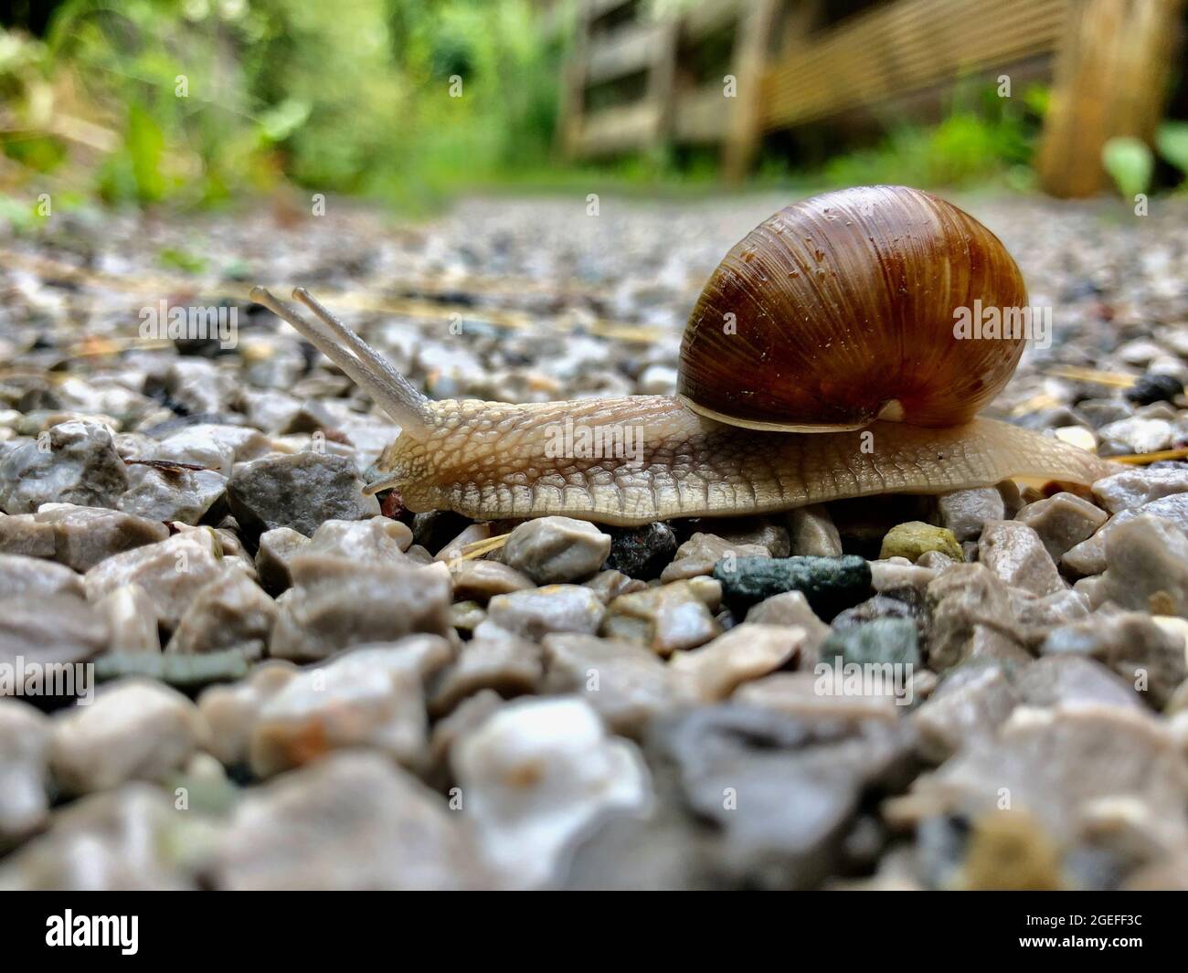 Snail crawling on small wet rocks on the ground Stock Photo - Alamy