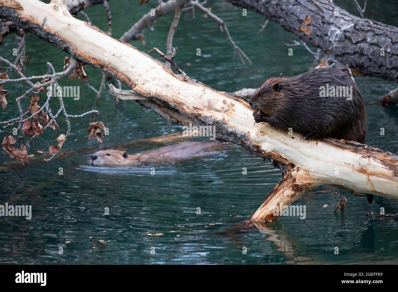 Beaver chewing on a piece of bark peeled from the fallen balsam poplar ...