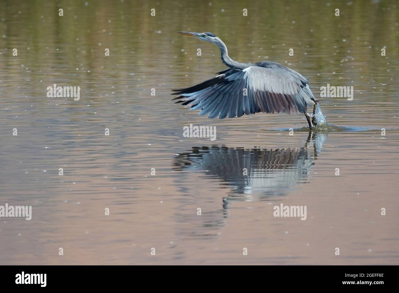 Grey heron taking off from the surface of Lake Hula at Agamon Hula ...