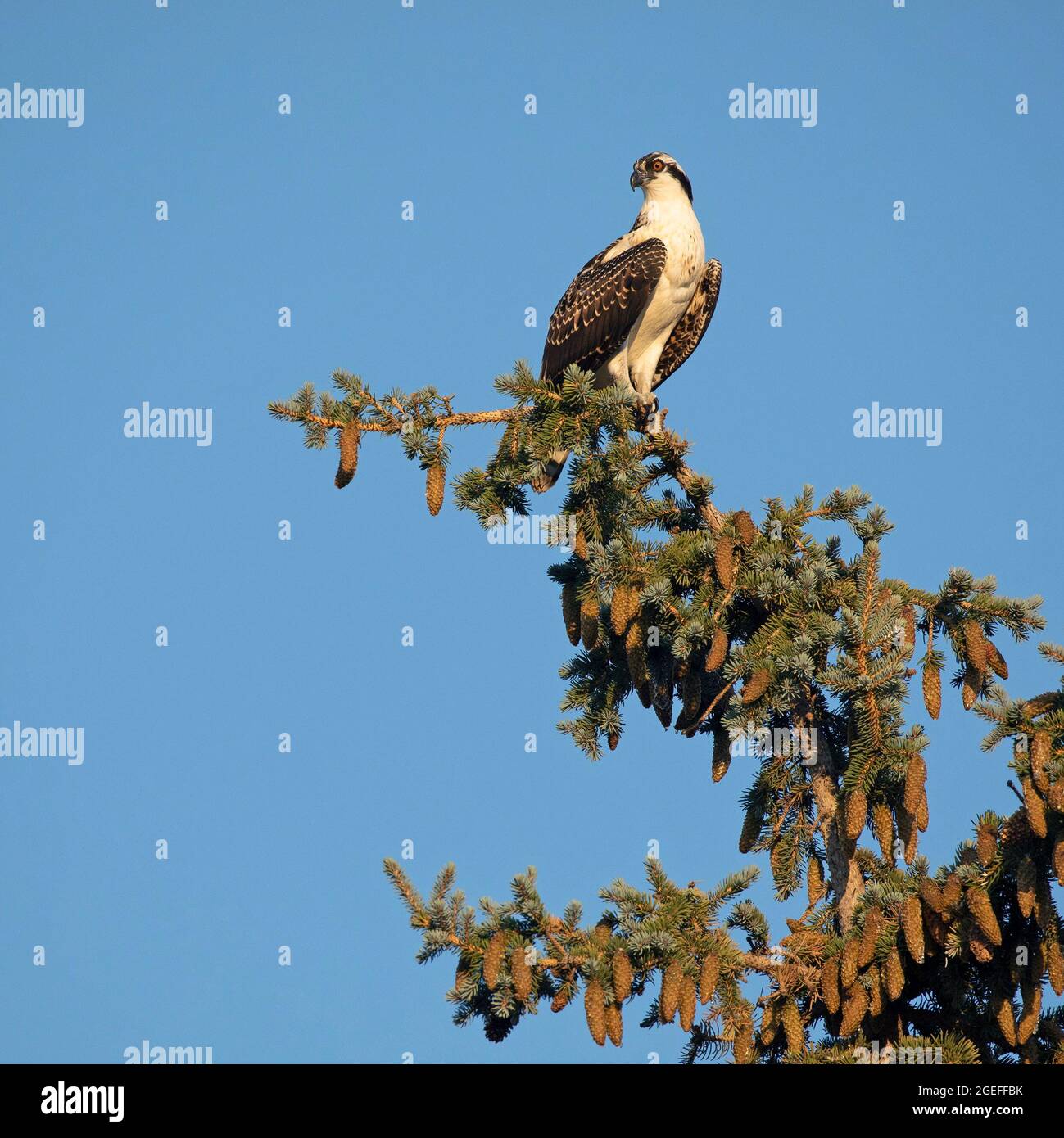 Juvenile osprey perched at top of spruce tree with blue sky in Alberta ...