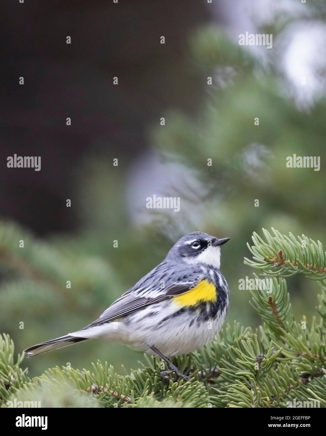 Yellow Rumped Warbler Myrtle Male Perching On Spruce Tree Branch