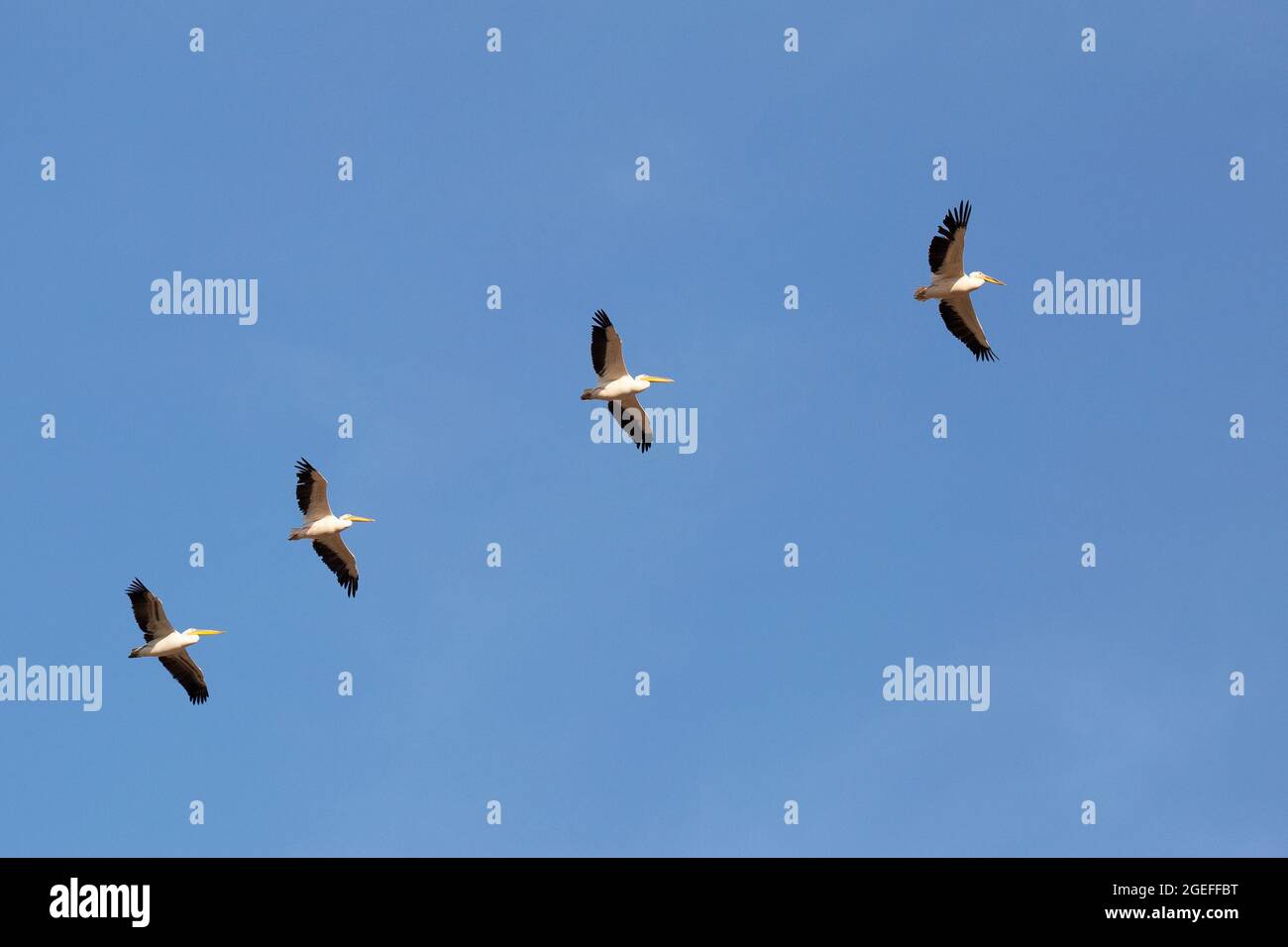Great White Pelicans flying through the Beit She'an / Jordan River ...