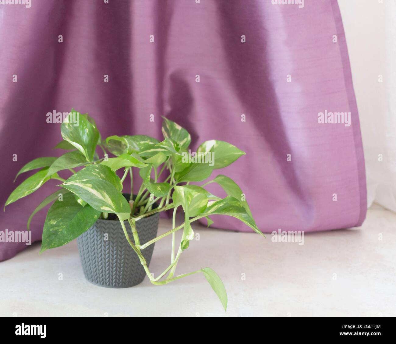 indoor plants scindapsus by the window on the background of purple ...