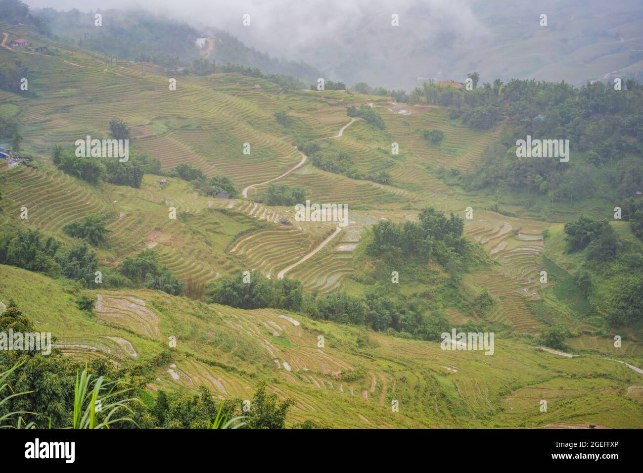 Rice terraces in the fog in Sapa, Vietnam. Rice fields prepare the ...