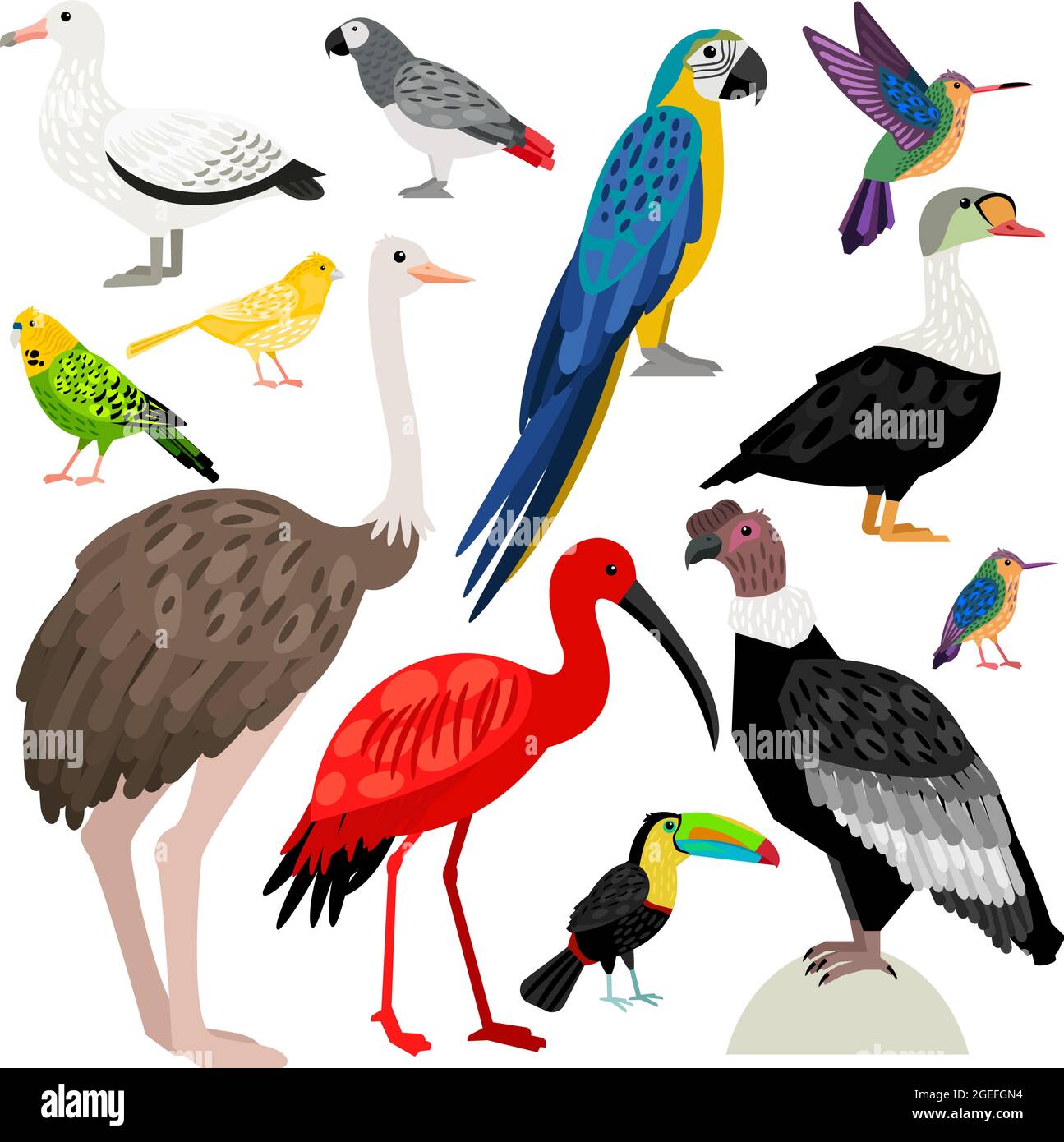 Beautiful set of colored birds. Albatross, colibri, toucan, parrot ...