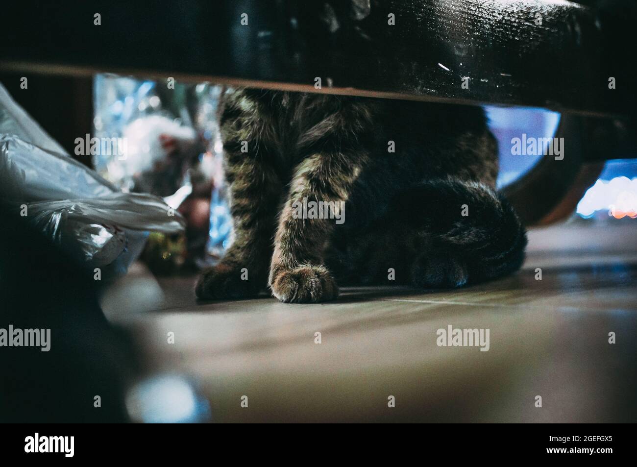 Cat under the table hi-res stock photography and images - Alamy