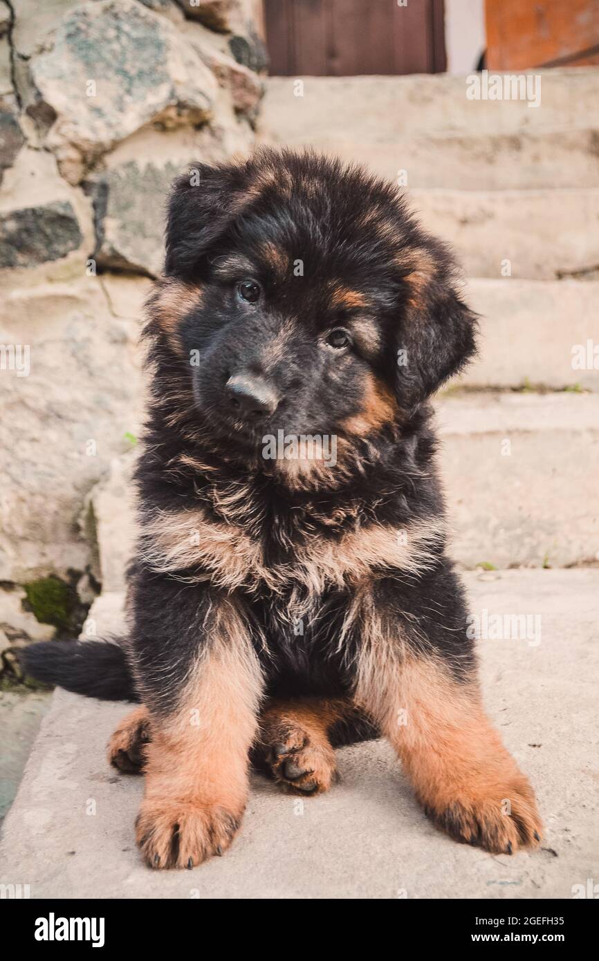 Closeup shot of a dog Stock Photo - Alamy