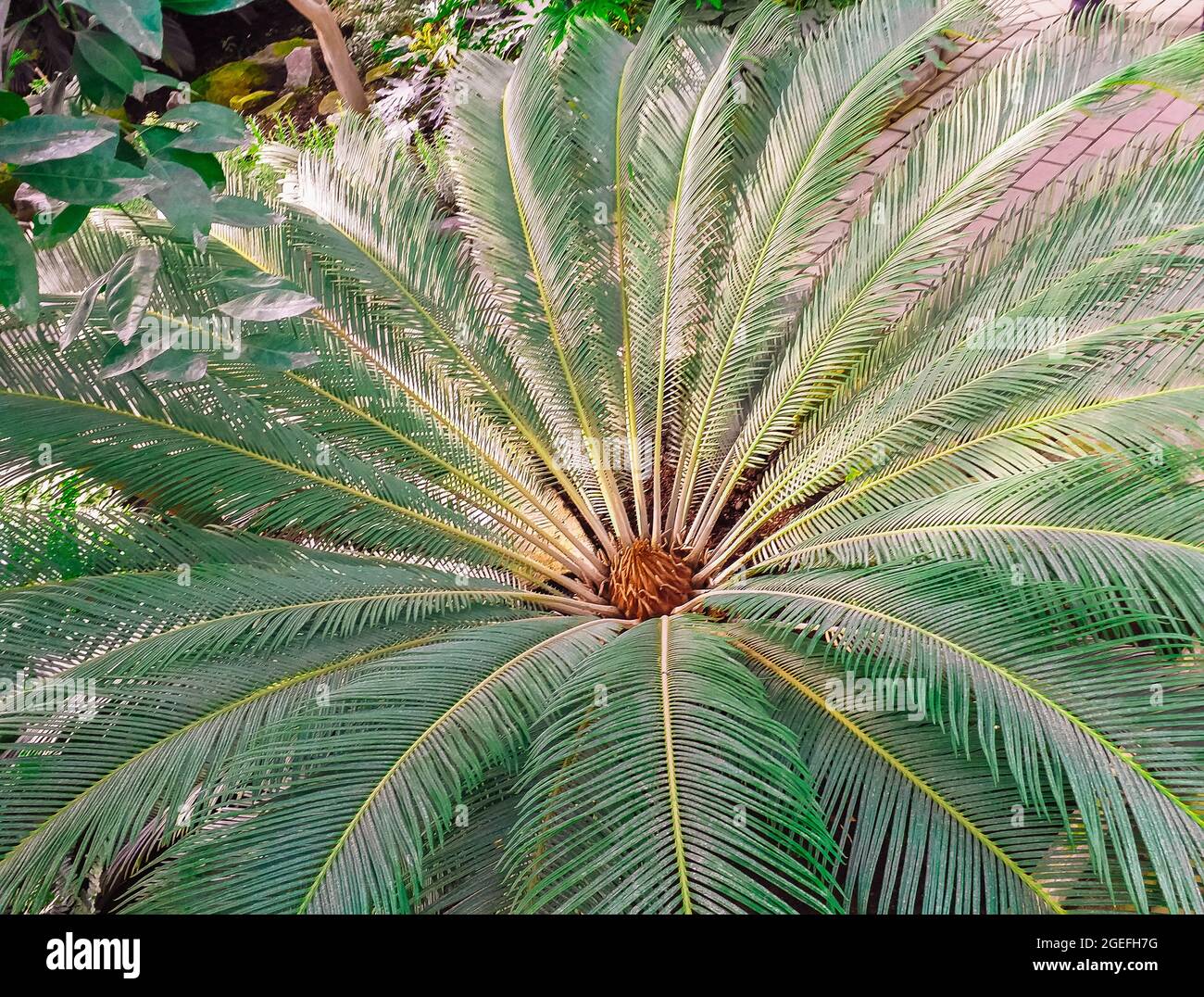 Beautiful shot of a palm tree Stock Photo - Alamy