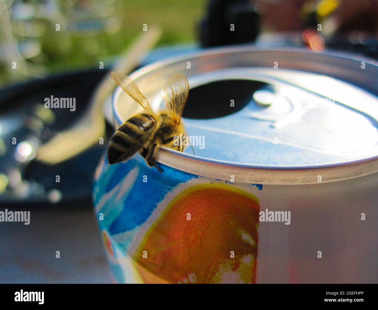 Bee soda hi-res stock photography and images - Alamy