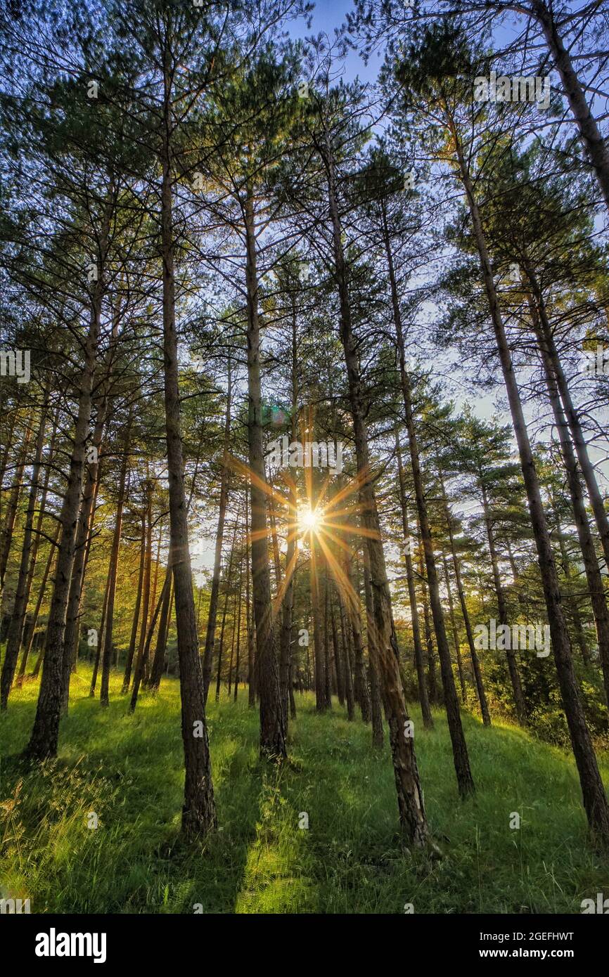 Vertical shot of a beautiful forest with many trees in the sunlight ...