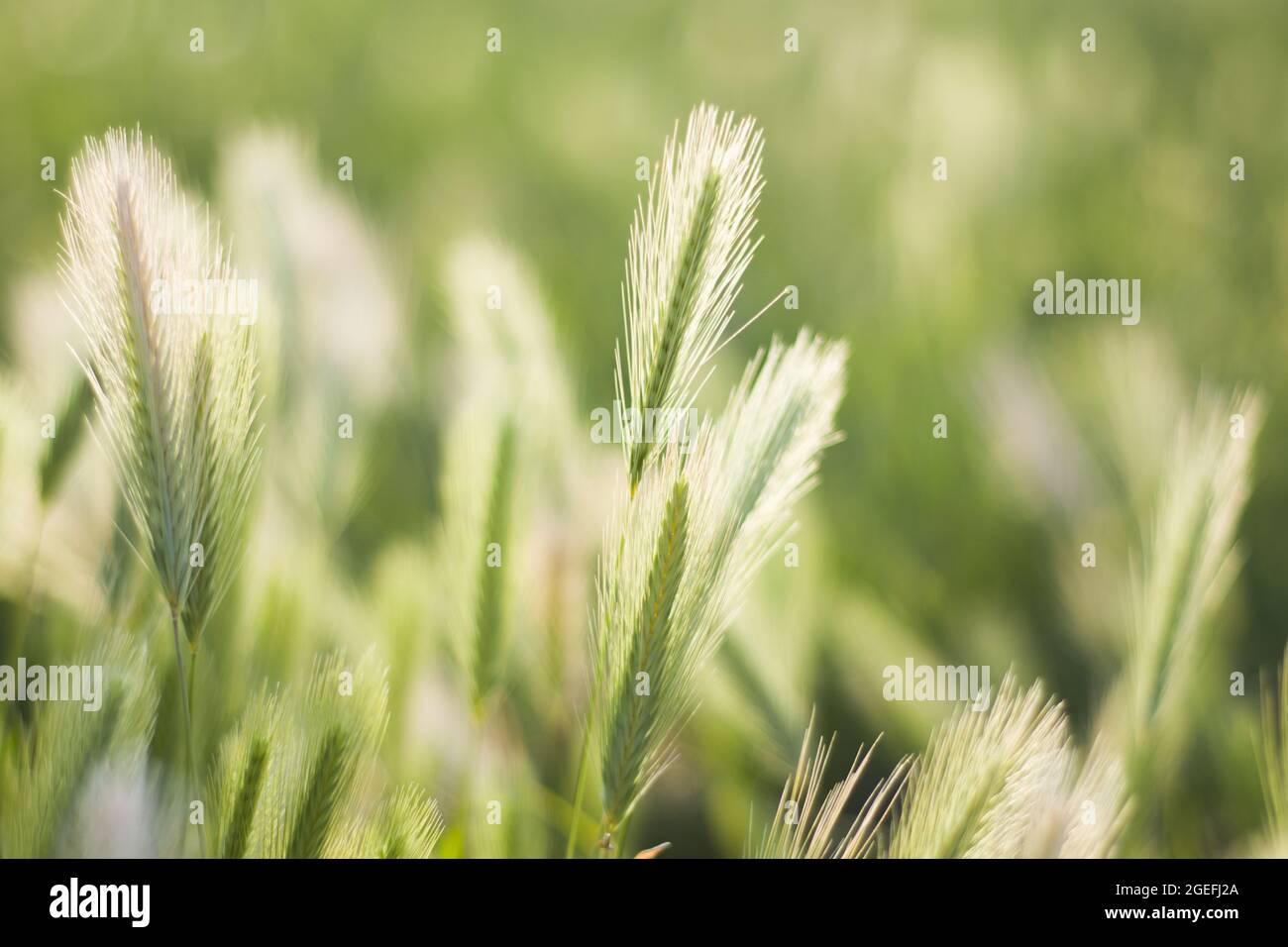 Selective focus of spikelet of grasses blooming on a blurry field ...