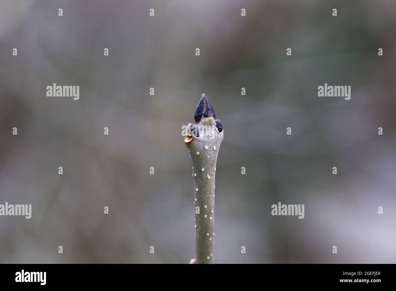 Selective focus of ash tree buds against a blurred background Stock ...