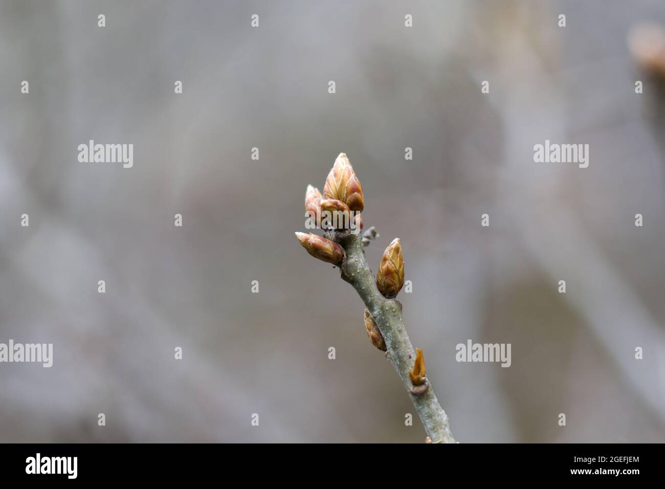 Selective focus of ash tree buds against a blurred background Stock ...