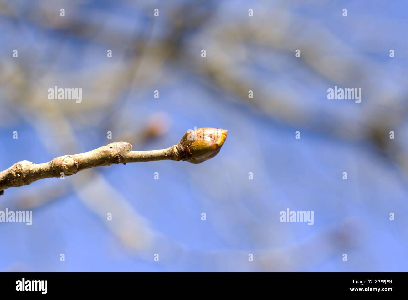Selective focus of ash tree buds against a blurred background Stock ...