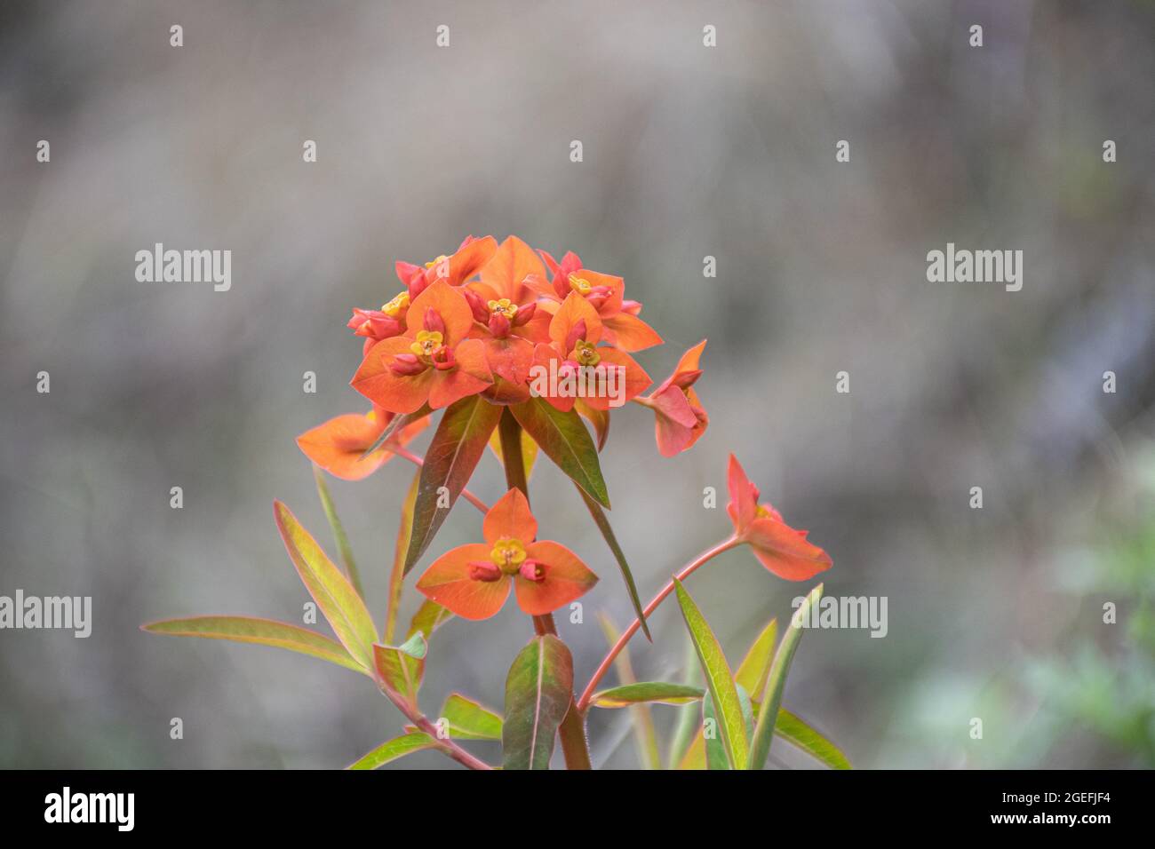 Plants with milky sap hi-res stock photography and images - Alamy