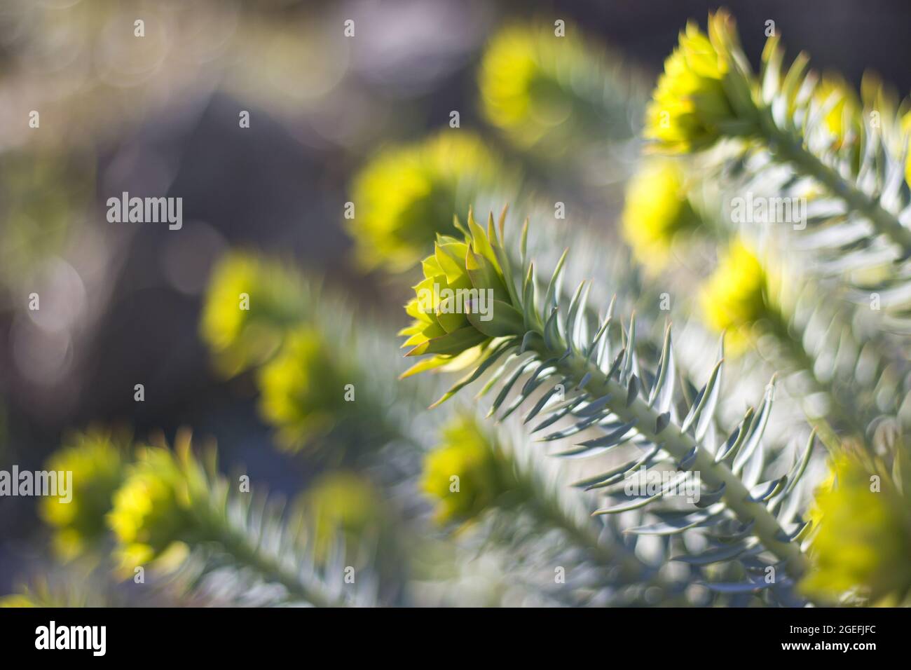 Selective focus of beautiful Pithy San Spurge flowers blooming in a ...