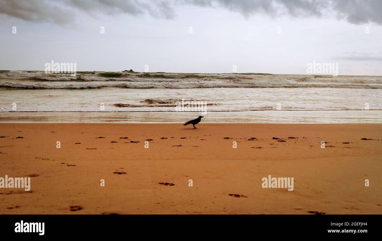 Crow walking on a sandy seacoast Stock Photo - Alamy