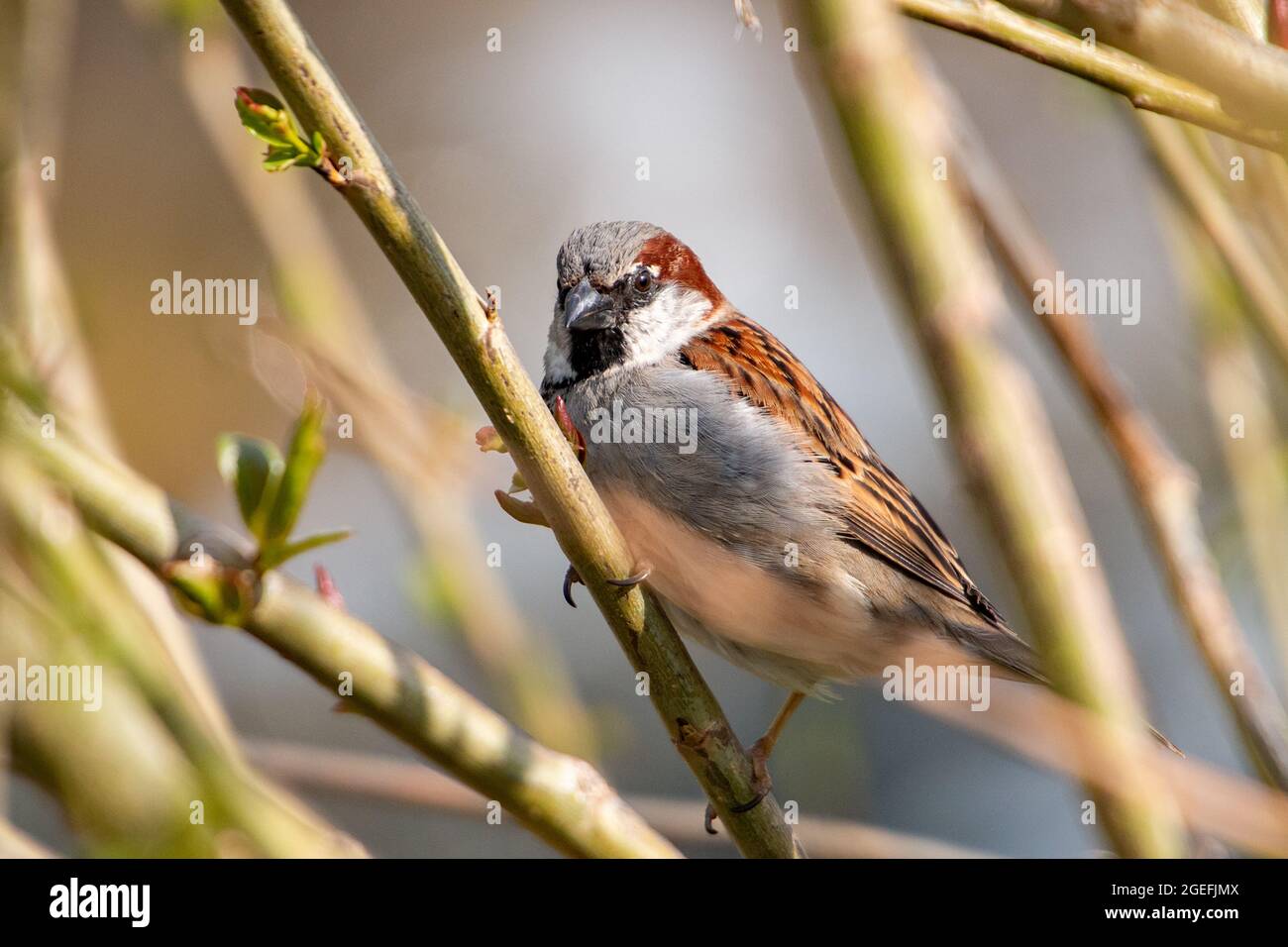 Closeup shot of a beautiful sparrow perched on the branch Stock Photo ...